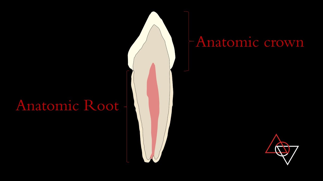 Anatomic and Clinical Root and Crown - YouTube