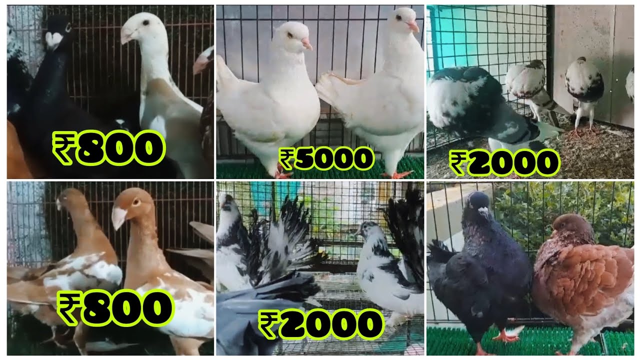 Fancy Kabootar Special || Fancy Pigeon Loft ||Indian Fantail || Kerala ...