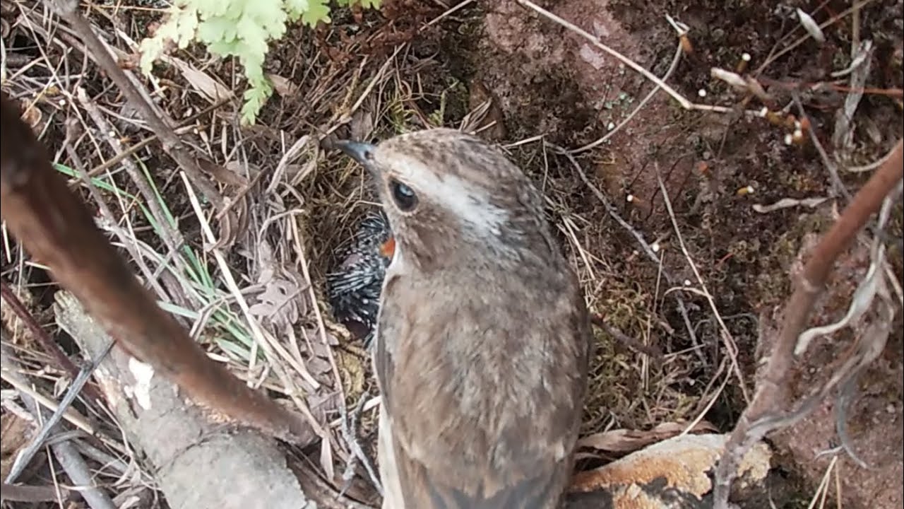 Part3,The cuckoo squeezed the little bird behind itself and managed to ...