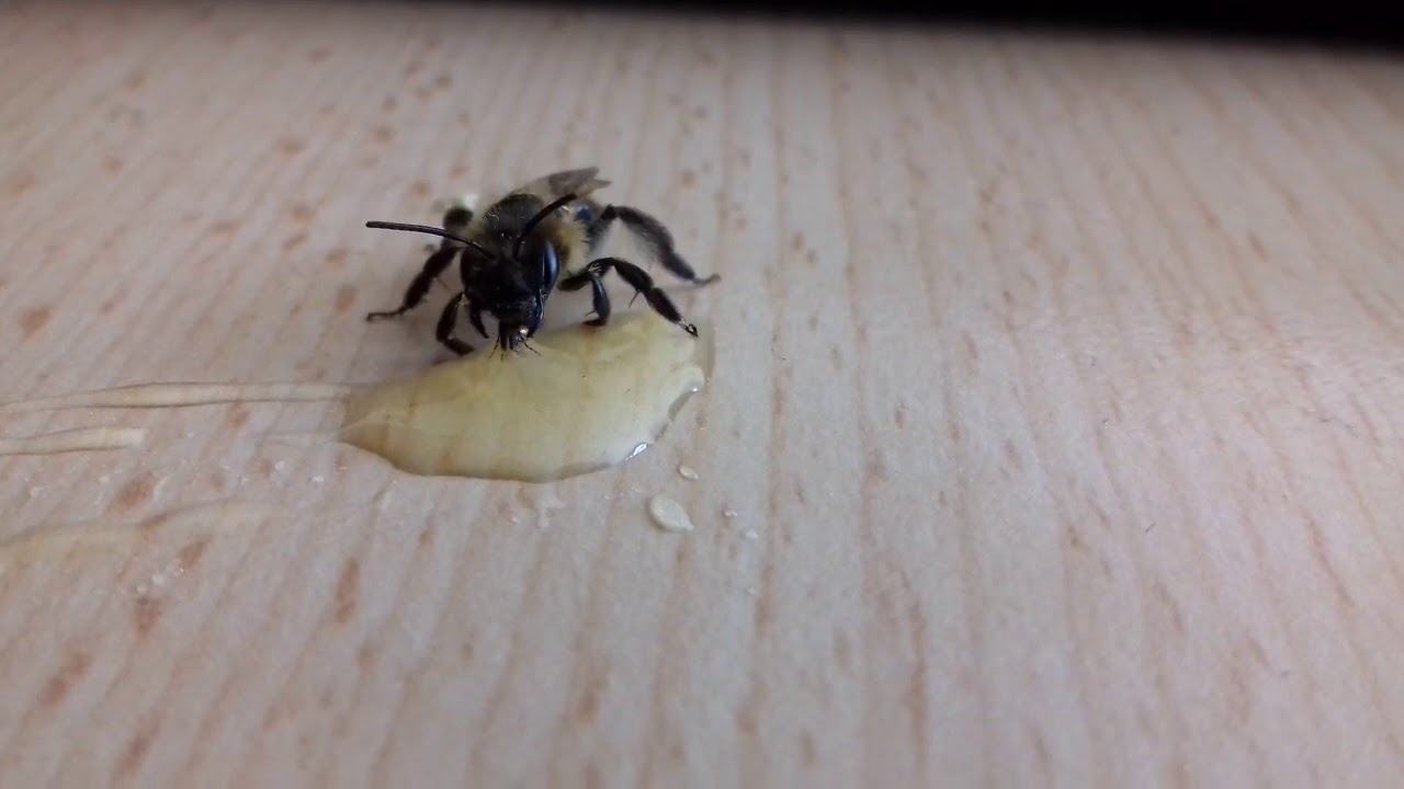 Bee Part 3 - YouTube