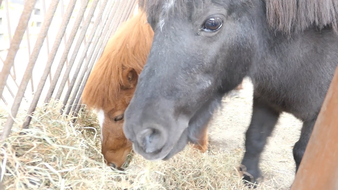 Oct, 2022. Shetland Pony at Maruyama Zoo - YouTube