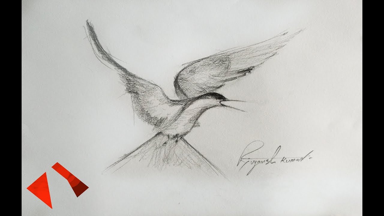 How to Sketch a Flying Bird | DIV ART - YouTube
