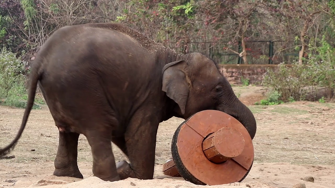 Elephants playing with rolling wheel enrichment - YouTube