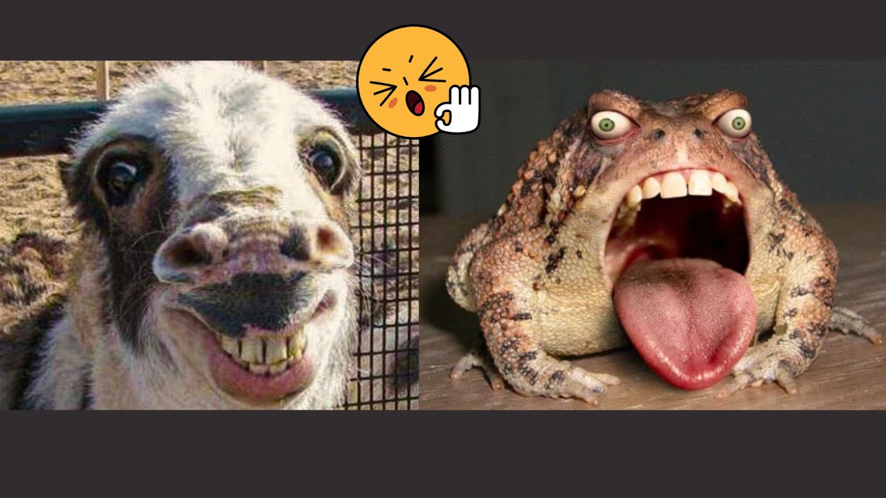 Wildlife Photographer Captures Shocking Moment Eagles Flying Off With