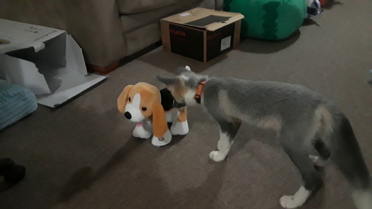 TYR and the new puppy - YouTube