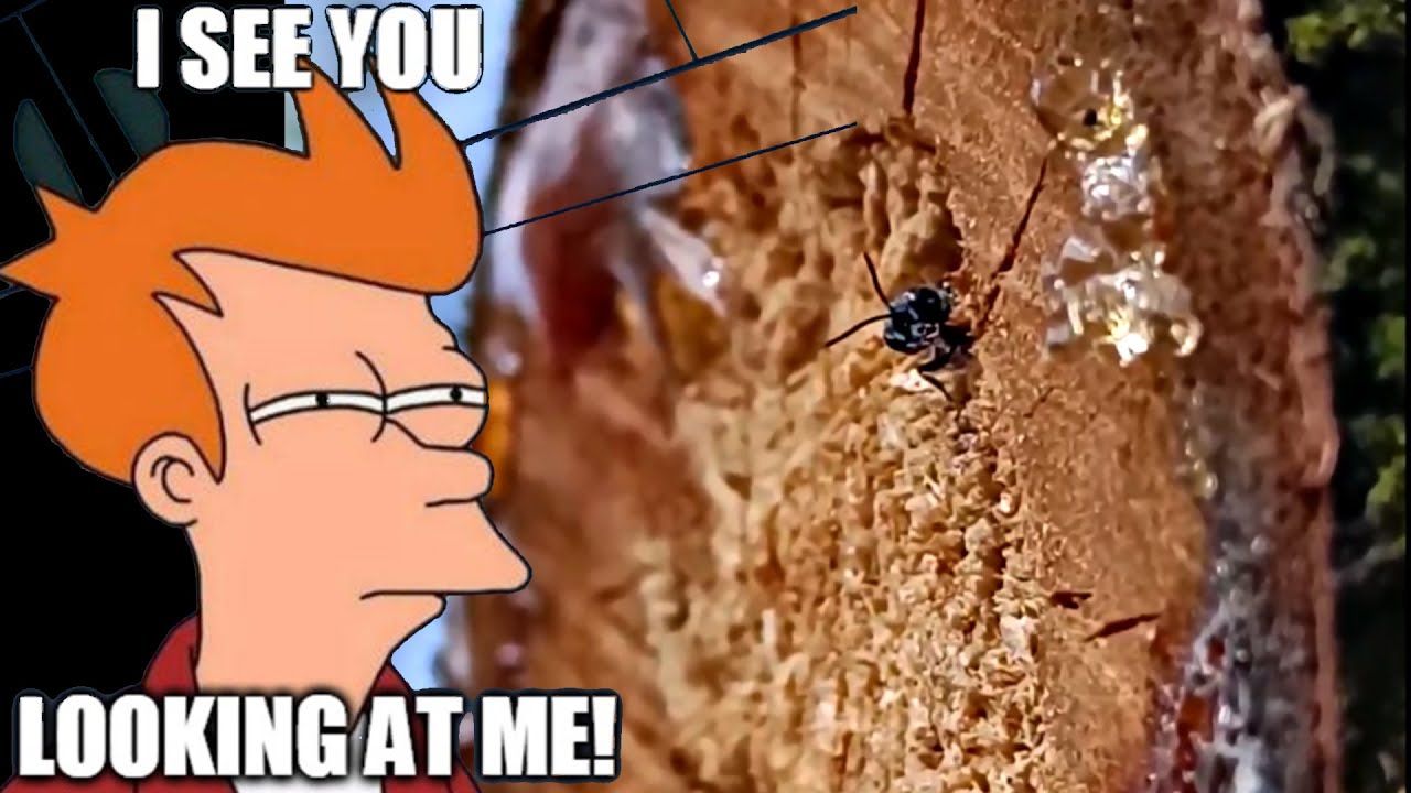 Curious Bug Emerges, Looking at the Camera - YouTube
