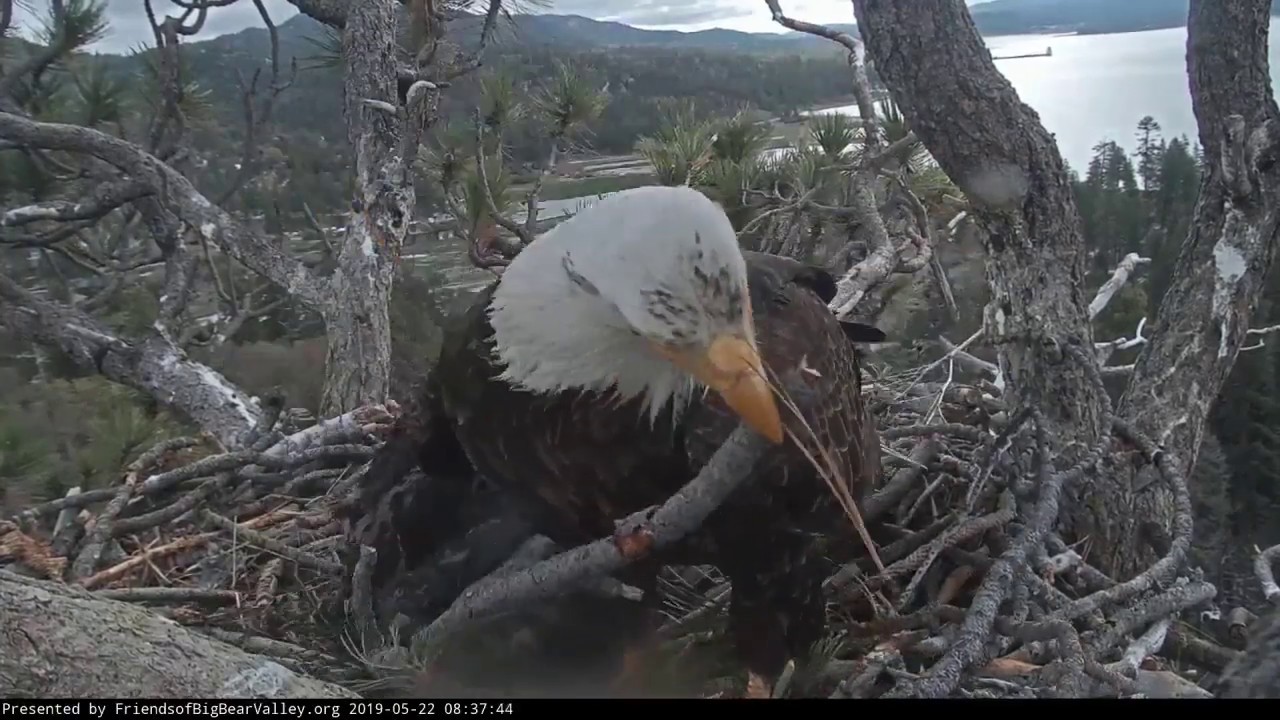 Big Bear Bald Eagle Nest Cam - Simba Takes a Beating - 5_22_2019 8:37: ...