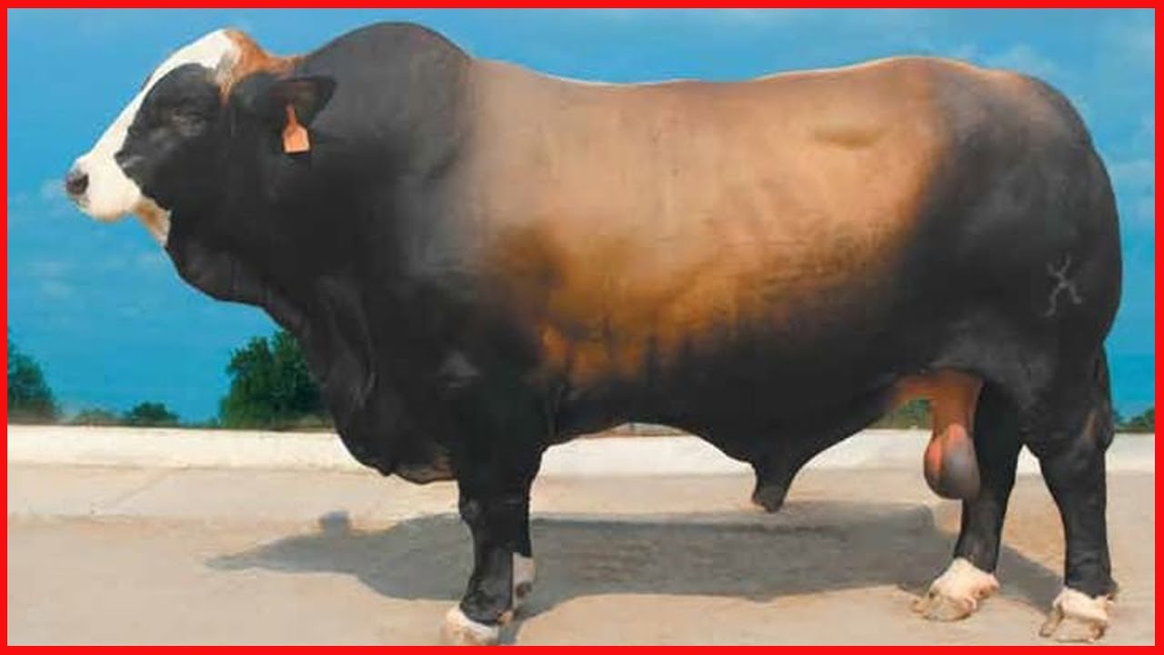 ⭕ BULLS SIMBRAH biggest bull in the world RAZA SIMBRAH - YouTube