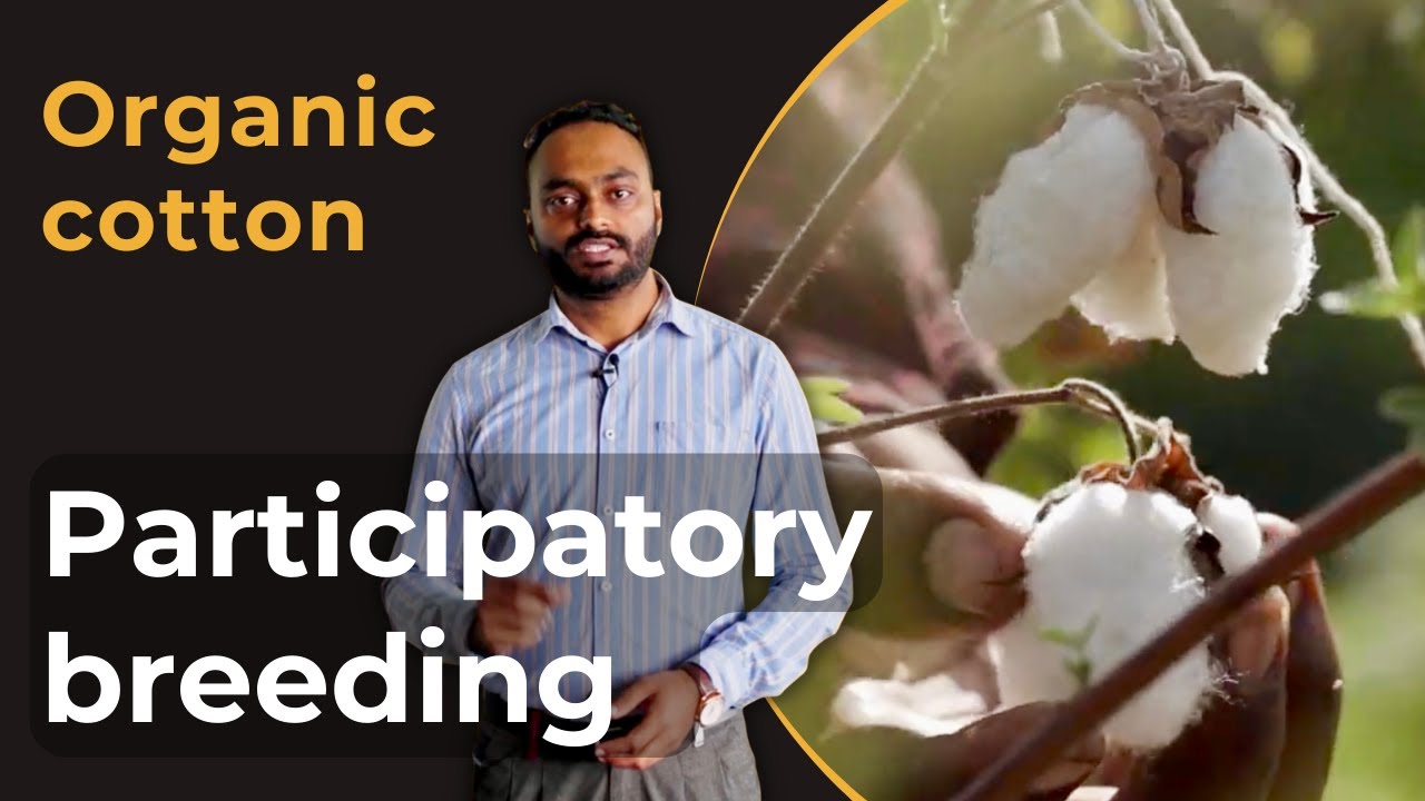 Participatory breeding to secure income of organic cotton farmers in ...