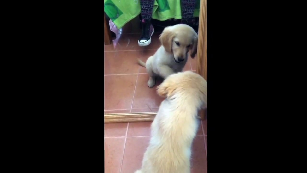 Perrito tierno - YouTube