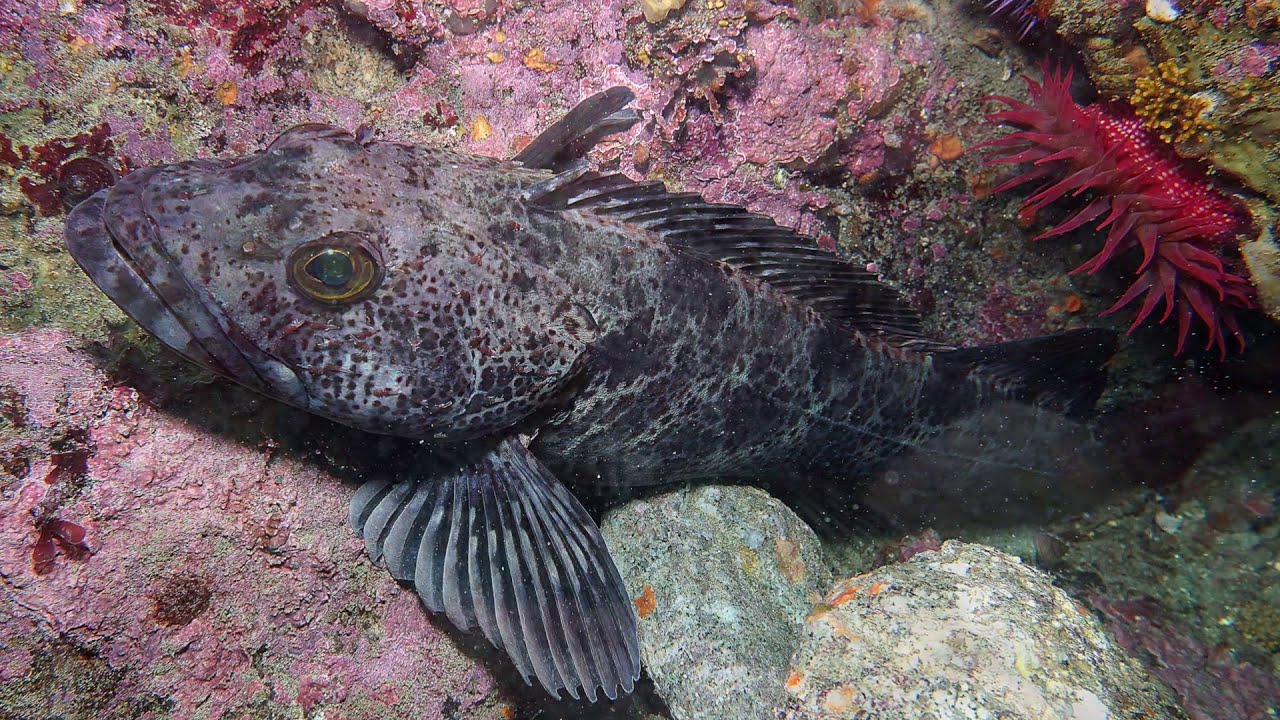 Diving Monastery N 1 21 21 - YouTube