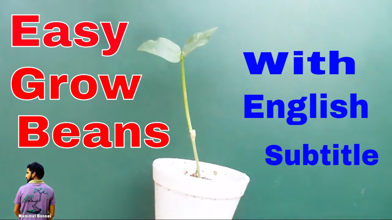 How to Grow Beans in summer /Mammal Bonsai - YouTube