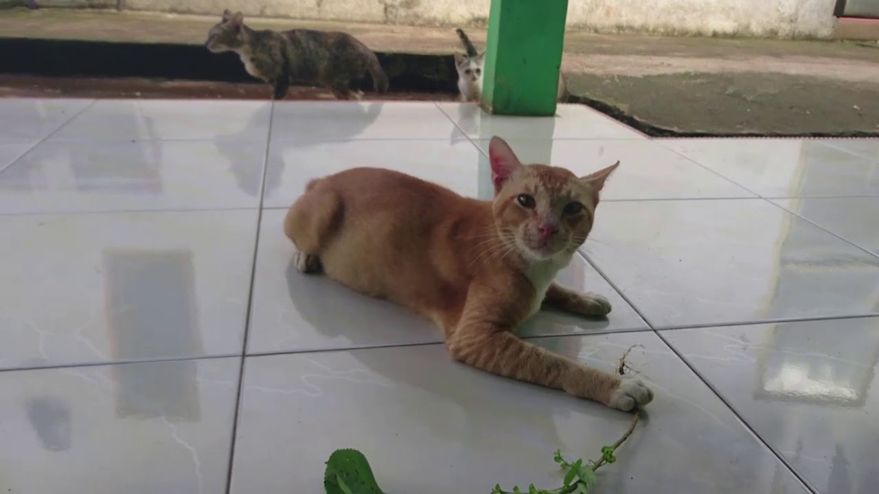 AKAR POHON ANTING-ANTING, UNTUK KESEHATAN KUCING ANDA - YouTube