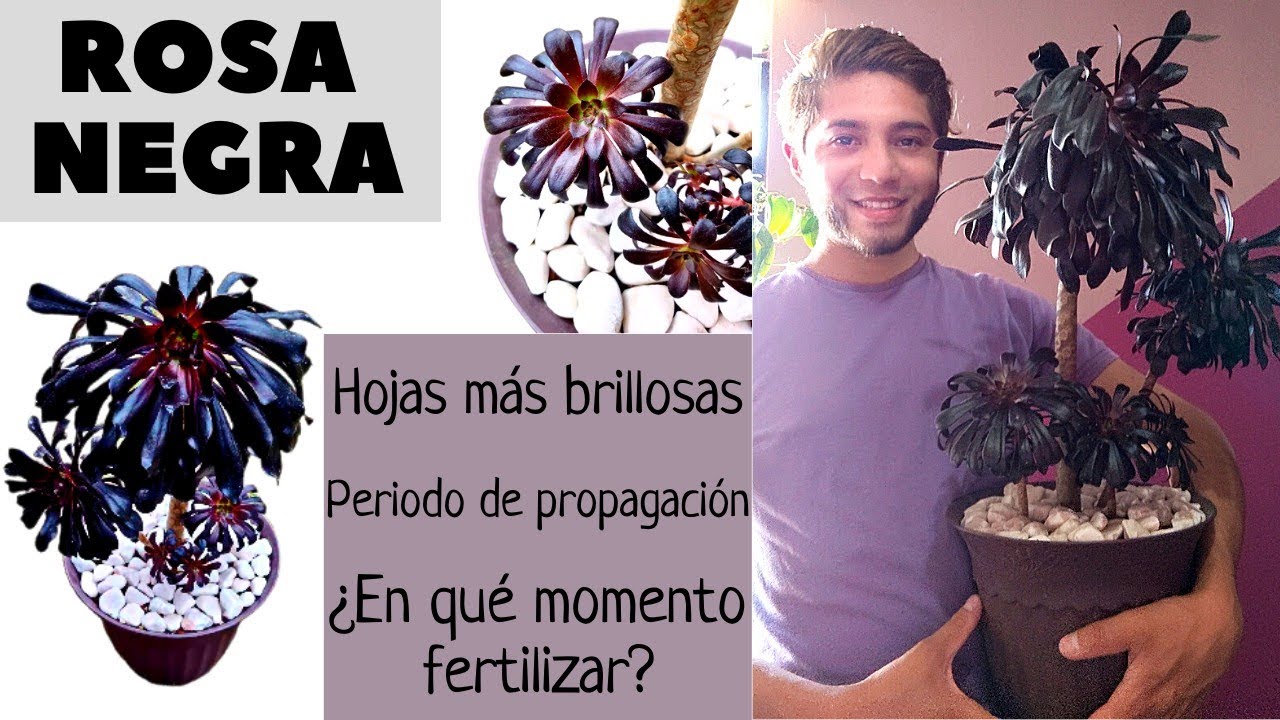 Como abonar mi suculenta Rosa Negra| REPRODUCCIÓN |Hojas más Brillosas ...
