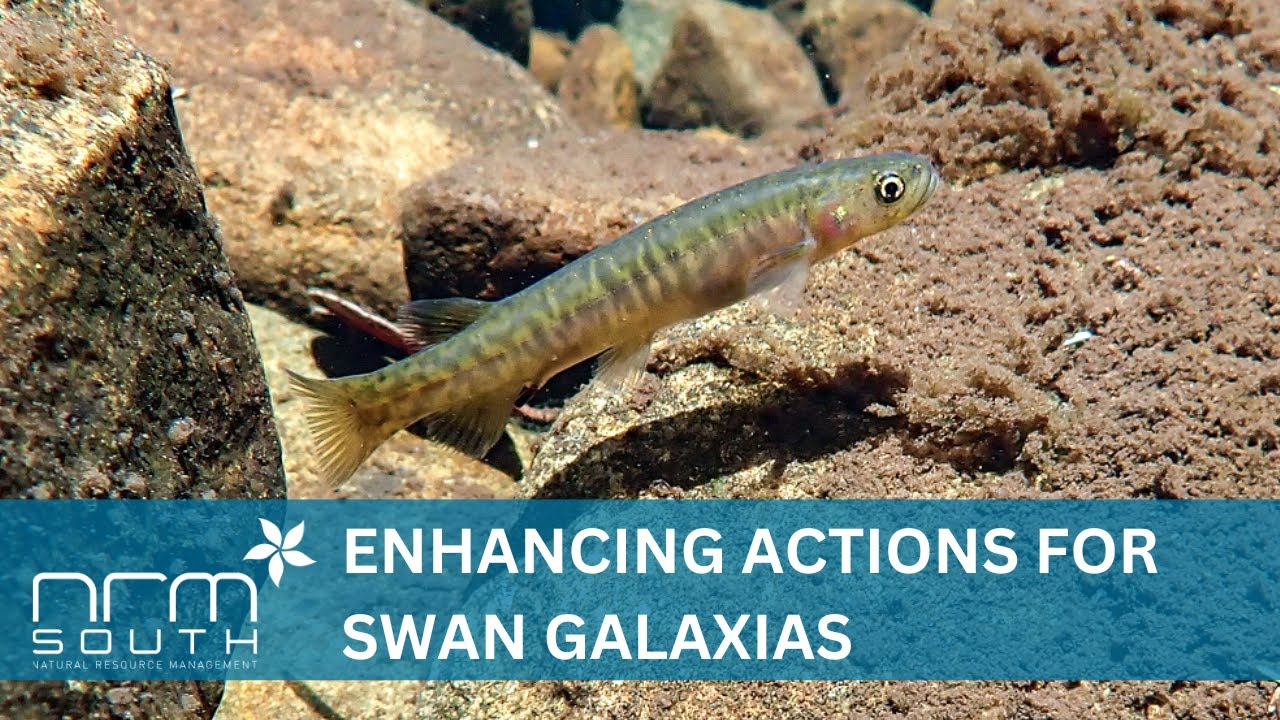 Saving Swan Galaxias - one of Tasmania's rarest freshwater fish - YouTube