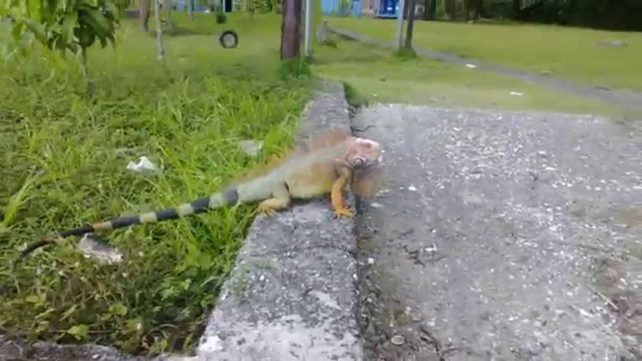 Iguana tail attack. Costa Rica - YouTube