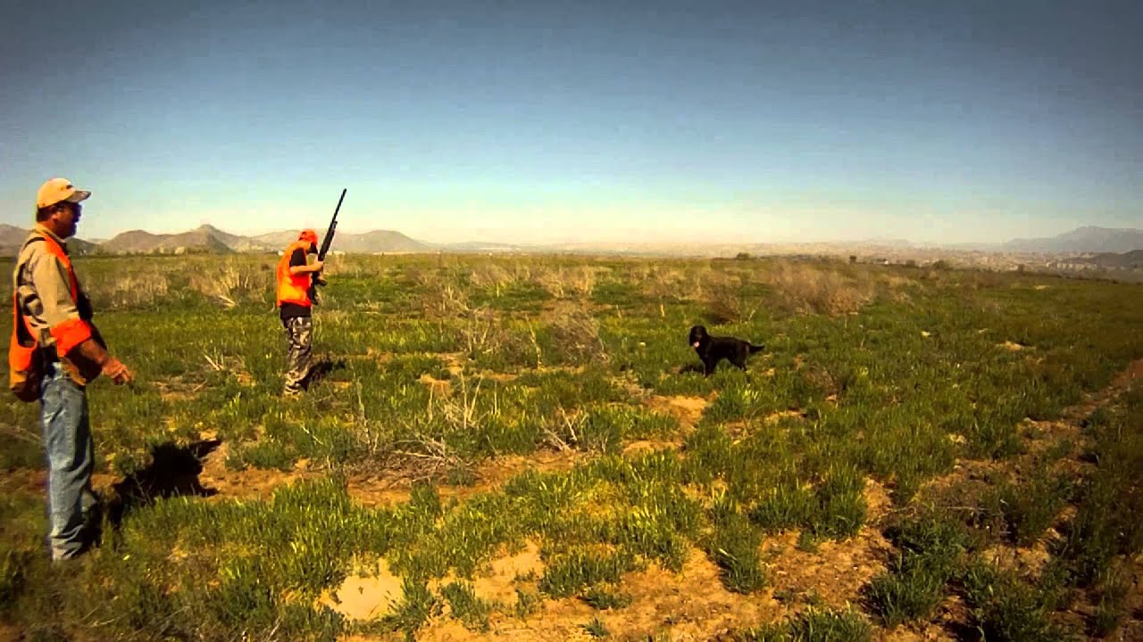 Pheasant Hunt at Four Winds Pheasant Club 032313 - YouTube