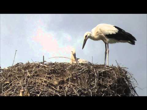 Toonekurg hoolitseb oma pisikese eest, Kamari 01.08.2013