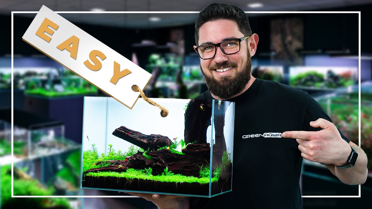 EASY To Make Mini Shrimp Aquarium Setup: Tips and Tricks for Success ...