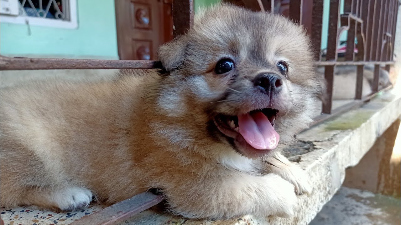 PUGI'S BABY FIGHTING MODE - YouTube