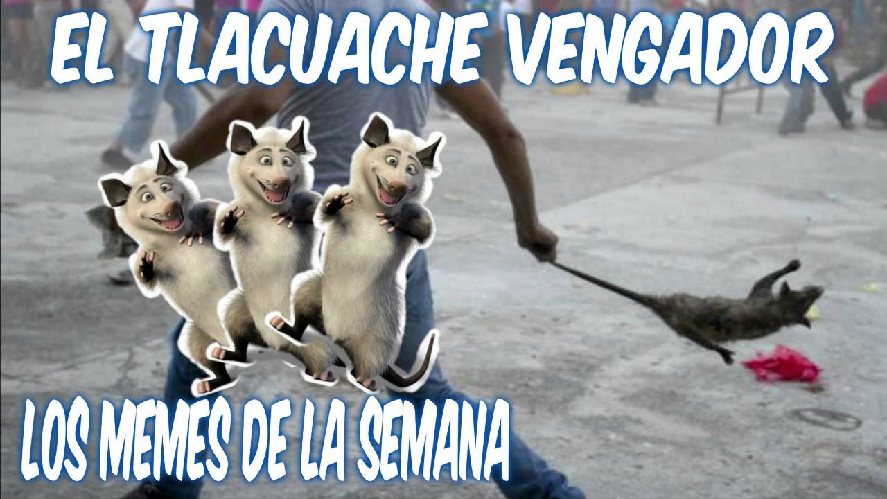 Tlacuache Vengador | MEMES DE LA SEMANA - YouTube