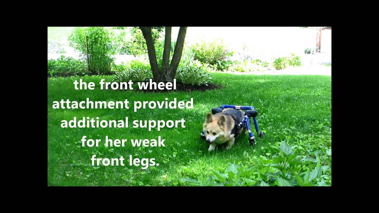 Corgi Walkin' Wheels dog wheelchair with Front Wheel Attachment - YouTube