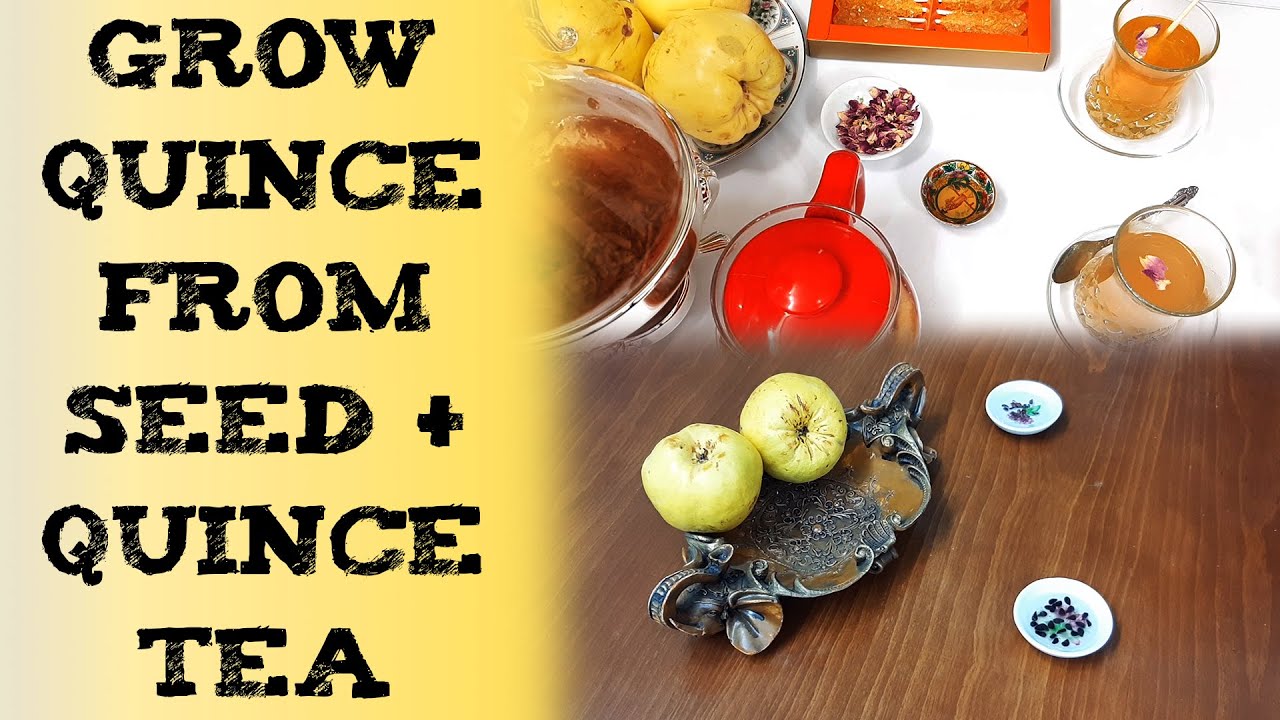 how to grow quince from Seed quince tea 榅桲种植方法 बीज से क्विंस के पेड़ ...