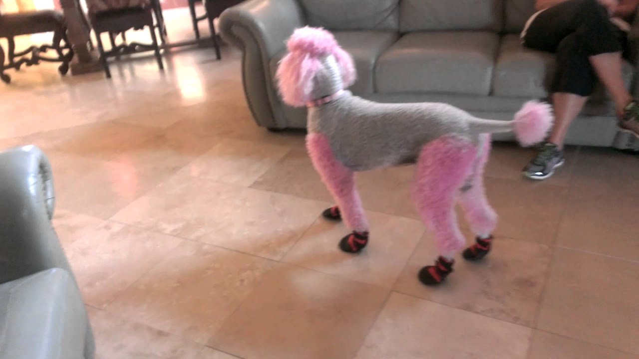 Pink poodle prancing in "Paws" booties. - YouTube