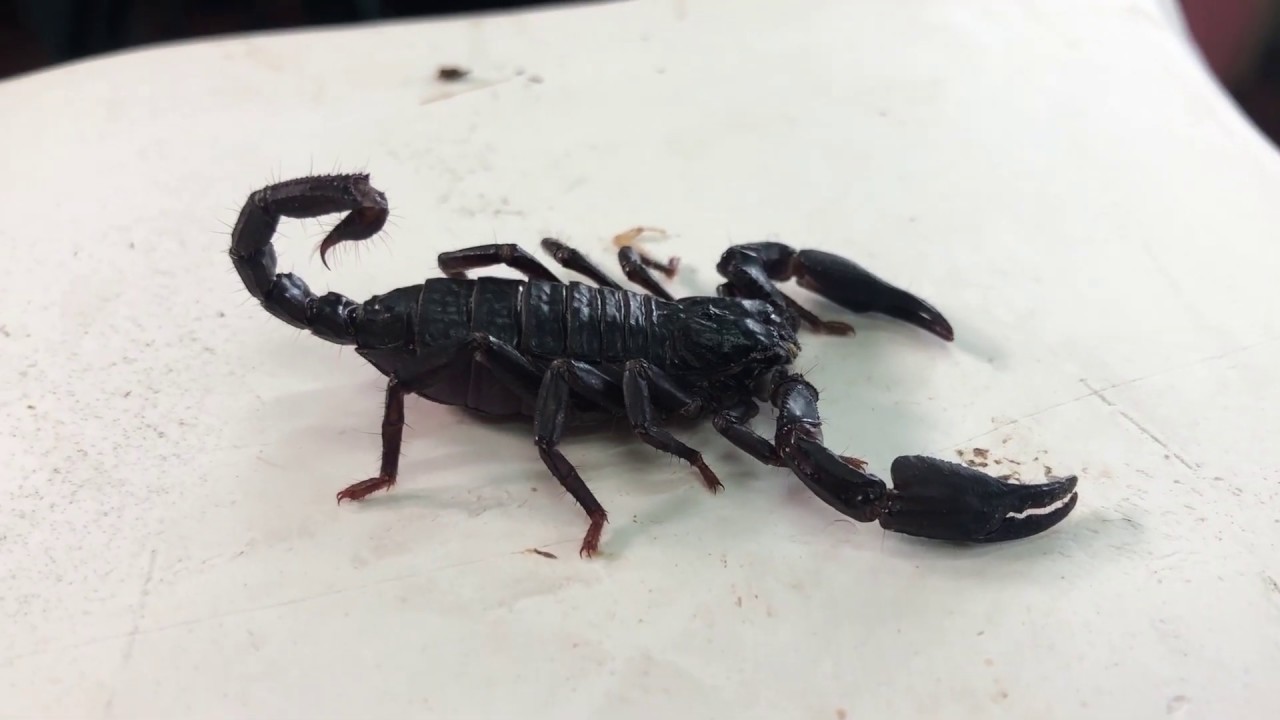 ZOO CLIPZ! UP CLOSE WITH A SCORPION! - YouTube