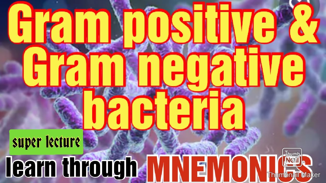Gram positive & Gram negative bacteria|learn through MNEMONICS| - YouTube