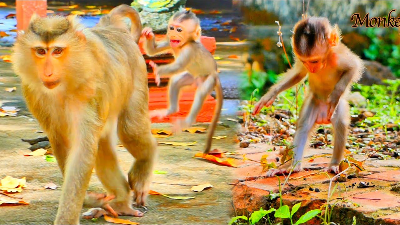 Stop...Baby Mono is jumping to follow her mom with a cry. - YouTube