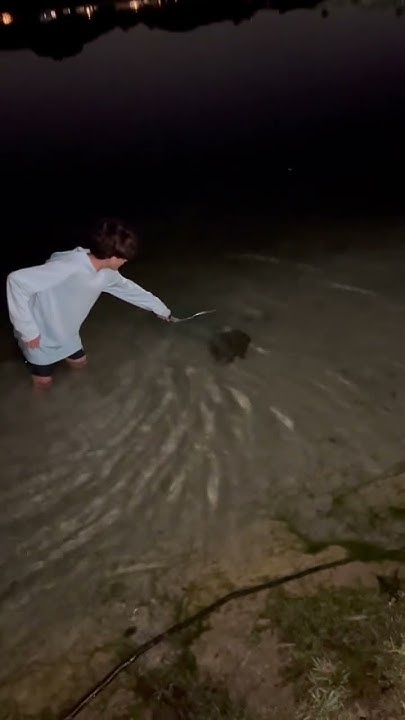 Tryna catch this turtle then he attacks - YouTube Tryna catch this turtle then he attacks - YouTube