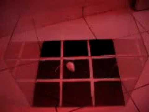 Open Field - Swiss mouse - YouTube