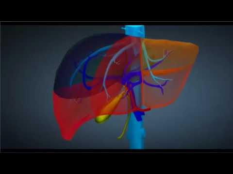 La segmentation hépatique - YouTube
