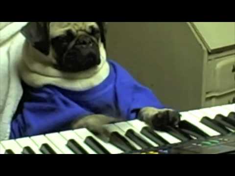piano pug - YouTube