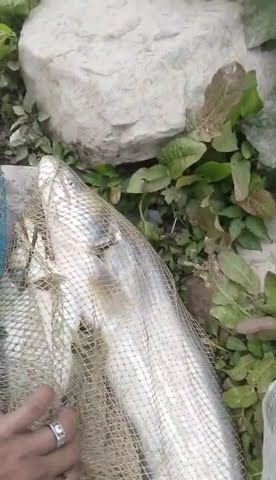 lachi fish 🐠🐠🐠 - YouTube