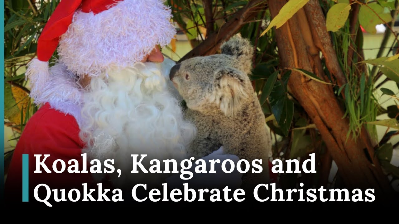 Santa’s Wildlife Feast: Koalas, Kangaroos, and Quokka Indulge in ...