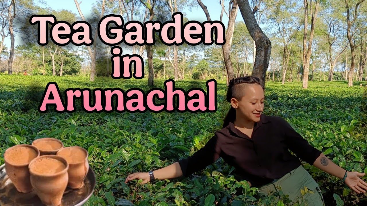 Exploring Tea garden in ARUNACHAL with family ☕🍵😍 - YouTube