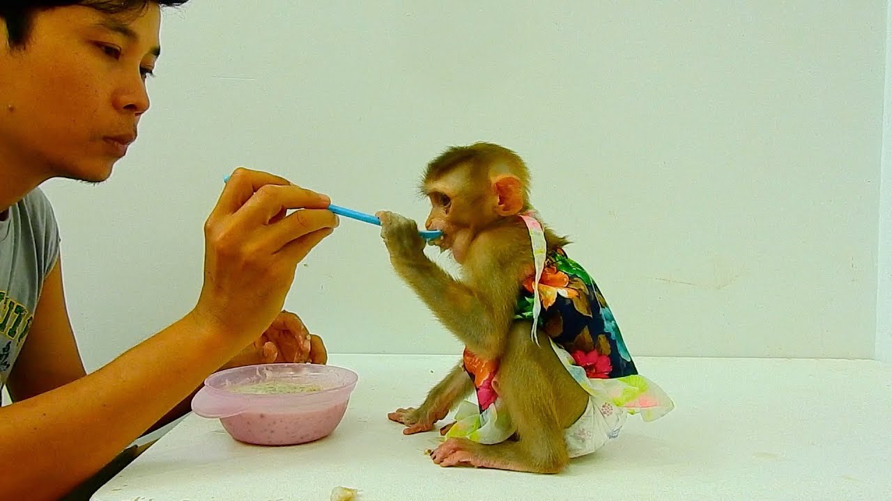 Obedient monkey Julie so pretty behave well listen to daddy. - YouTube