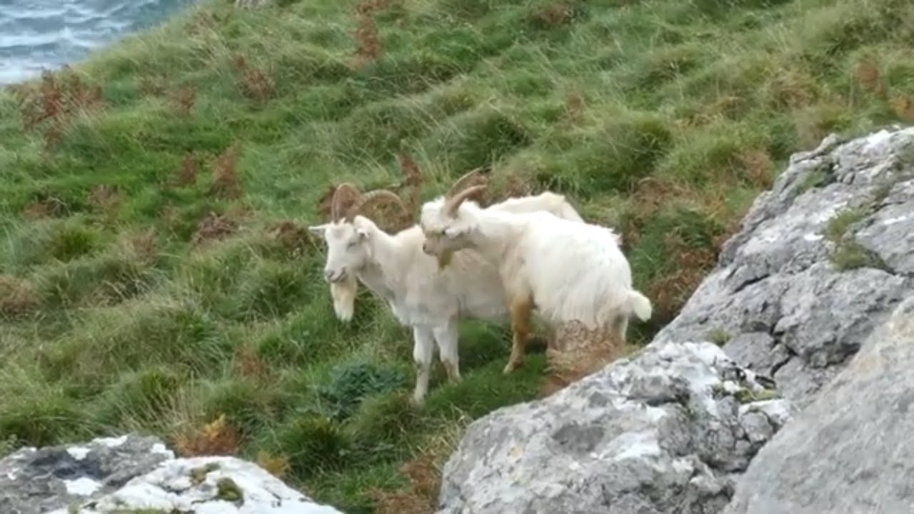 Great Orme Goats - 2023 Mating/Rutting Season - YouTube