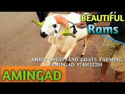All Types Yalaga Sheep Specialist Amrit sheep and goats farming Amingad ...