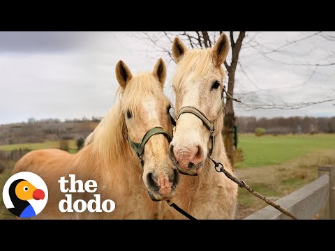 Bonded Horses Get Rescued Together From A Kill Pen | The Dodo
