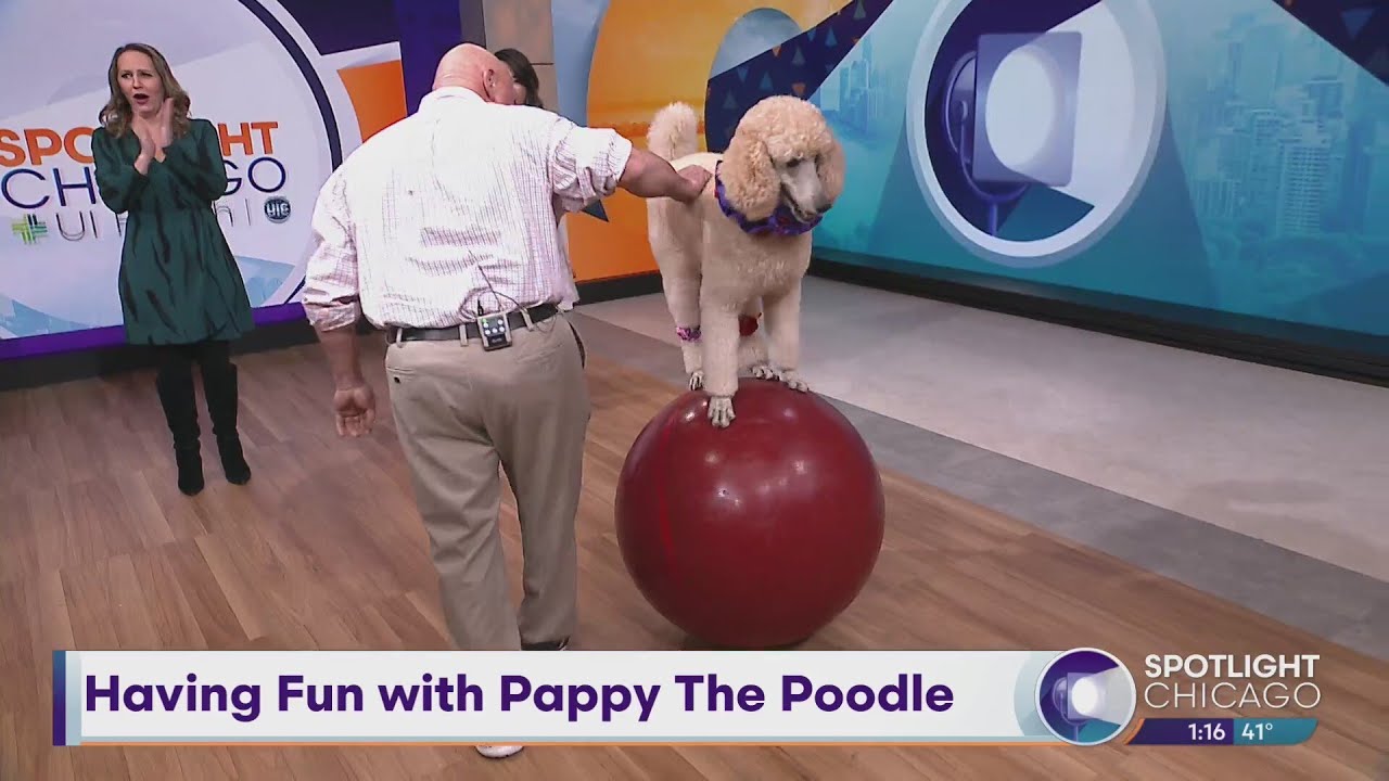 Having Fun with Pappy The Poodle - YouTube