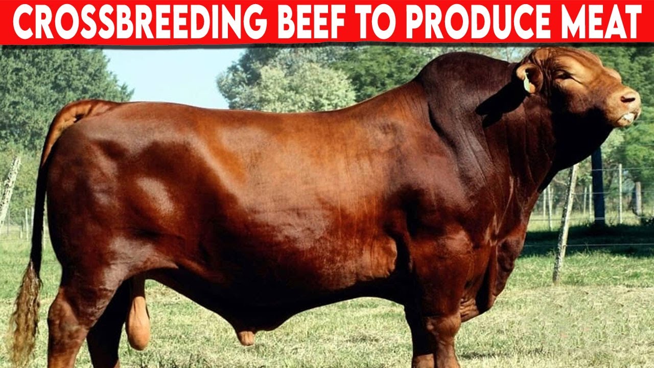 ⭕ CROSSBREEDING BEEF TO PRODUCE MEAT, IN THE LOW TROPICS Cattle BRANGUS ...