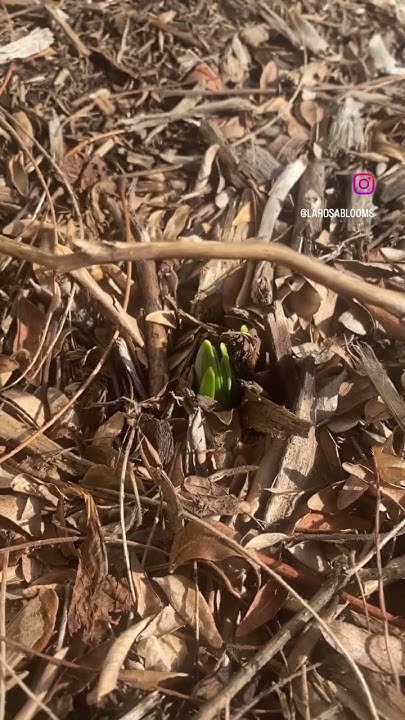 The daffodils are emerging here in zone 5b! Spring is coming! # ...