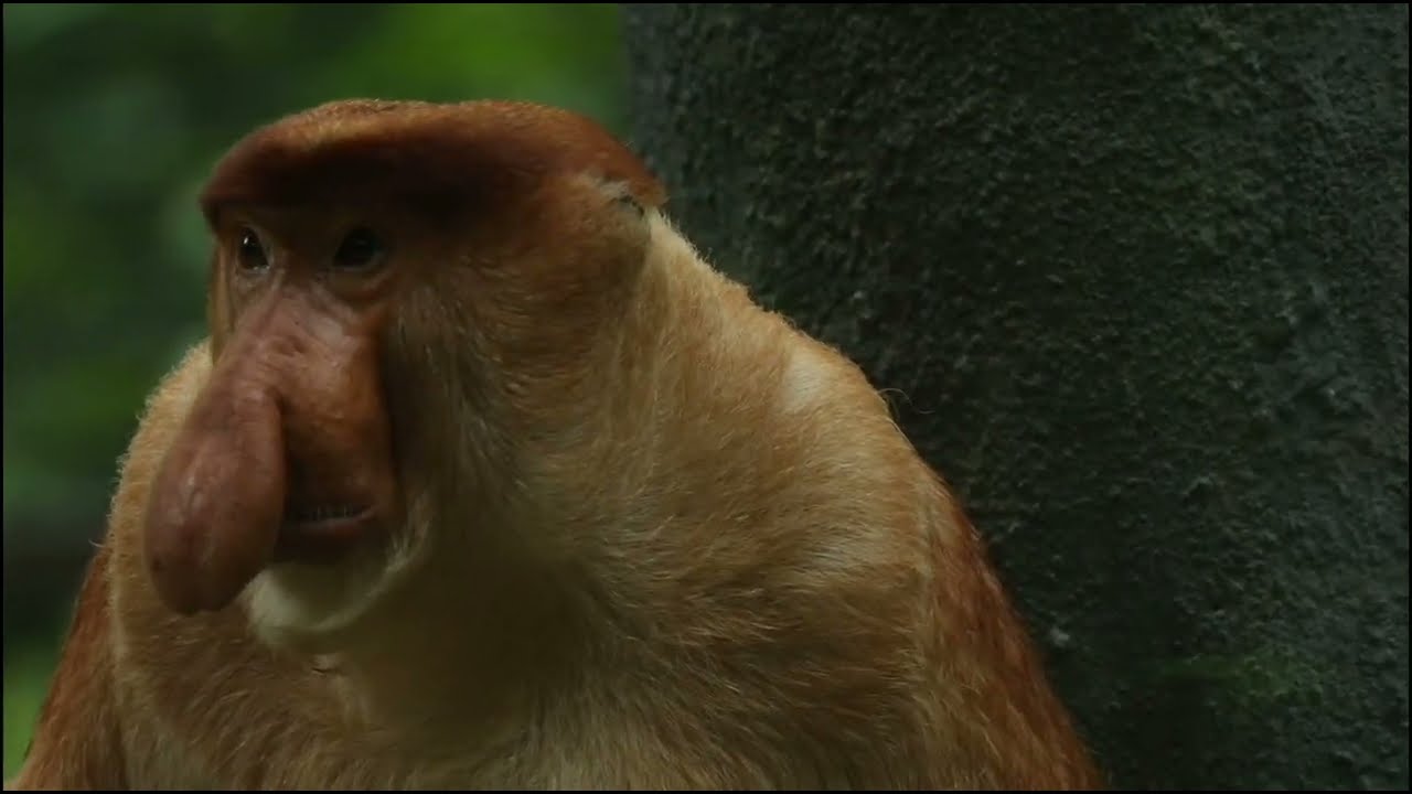 macaco-narigudo o animal mais raro no mundo - YouTube