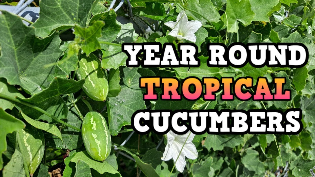 Grow this Prolific PERENNIAL CUCUMBER | Ivy Gourd | Tindora - YouTube