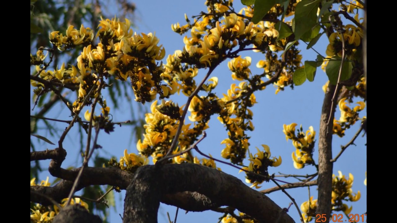Amazing Yellow Palash - YouTube