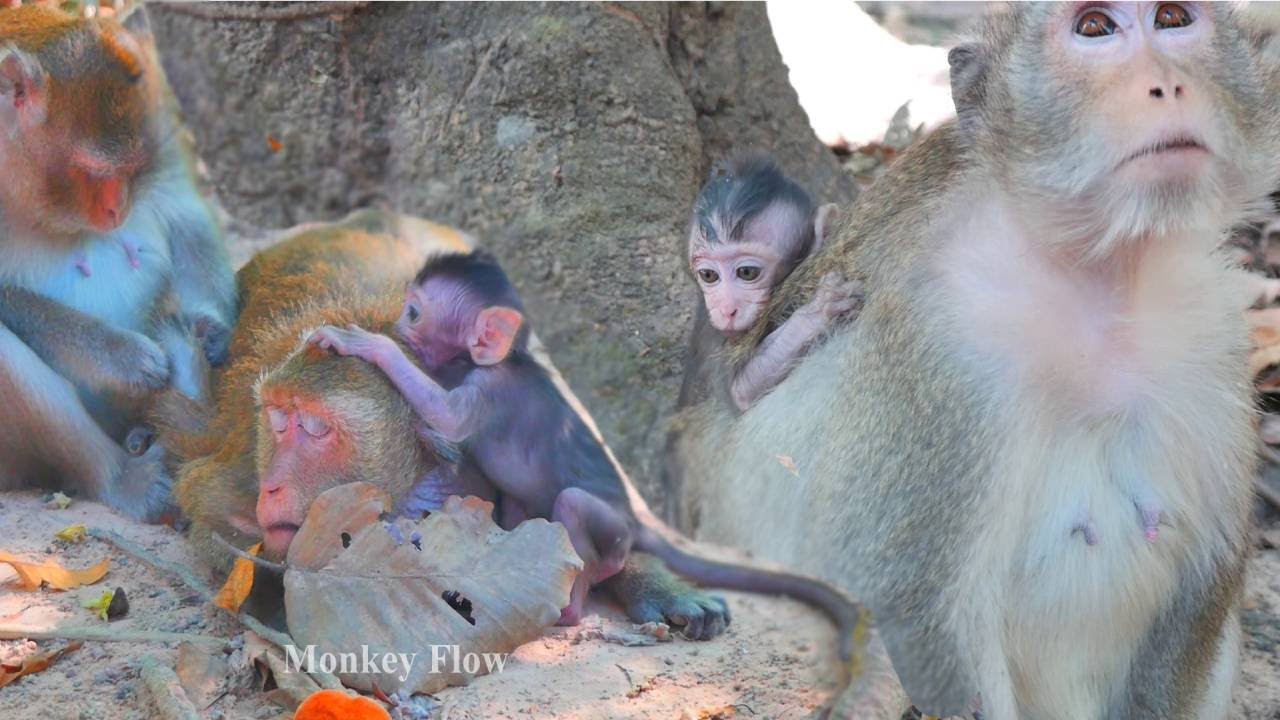 ARIAN BABY MONKEY IS VERY LITTEL POO-R | BABY LITTLE IS VERY CUTE YUMMY ...