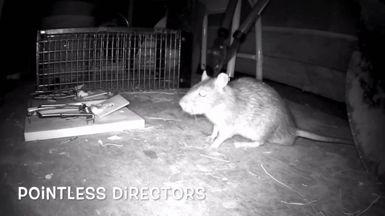 How to give a rat a heart attack - YouTube